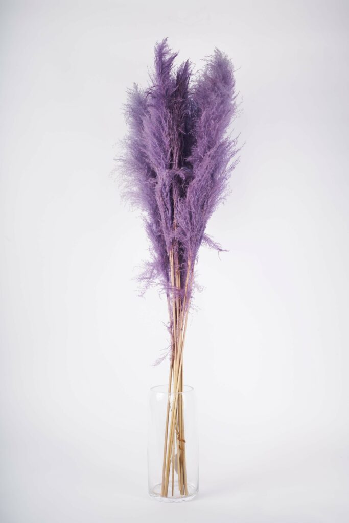 Cortaderia Milka - Interanthia