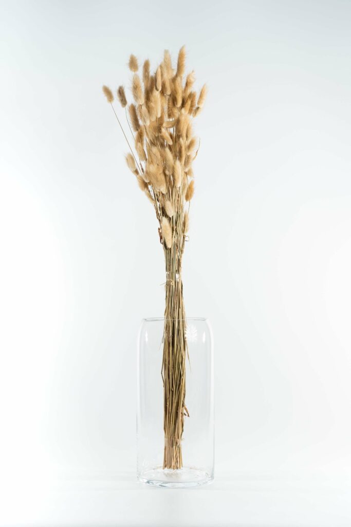 Lagurus natural - Interanthia