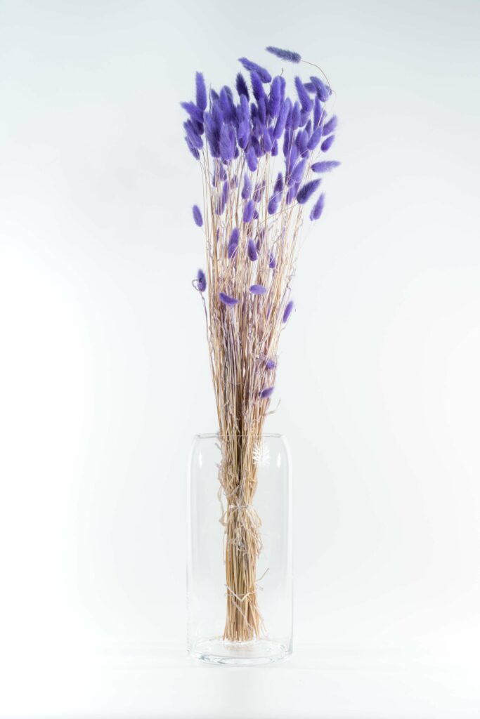 Lagurus milka - Interanthia